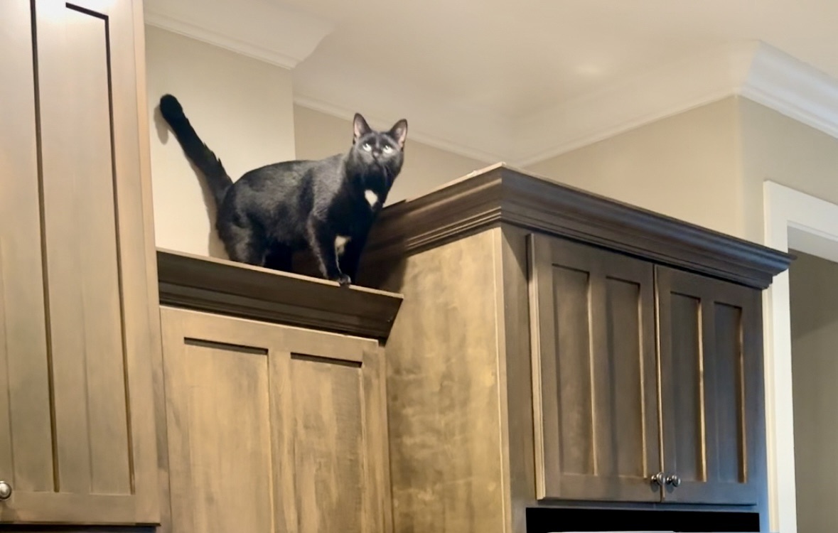 Mischief Living His Name & Inspiring My Books – Author Melody Johnson